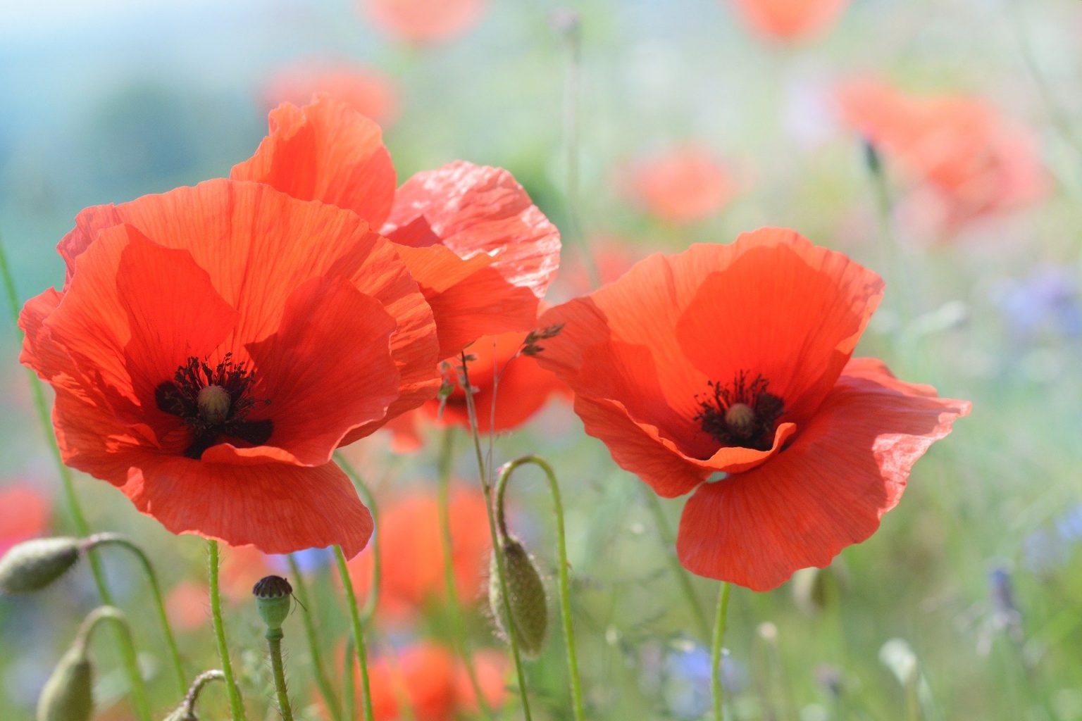 Le Coquelicot | Mag'Zen